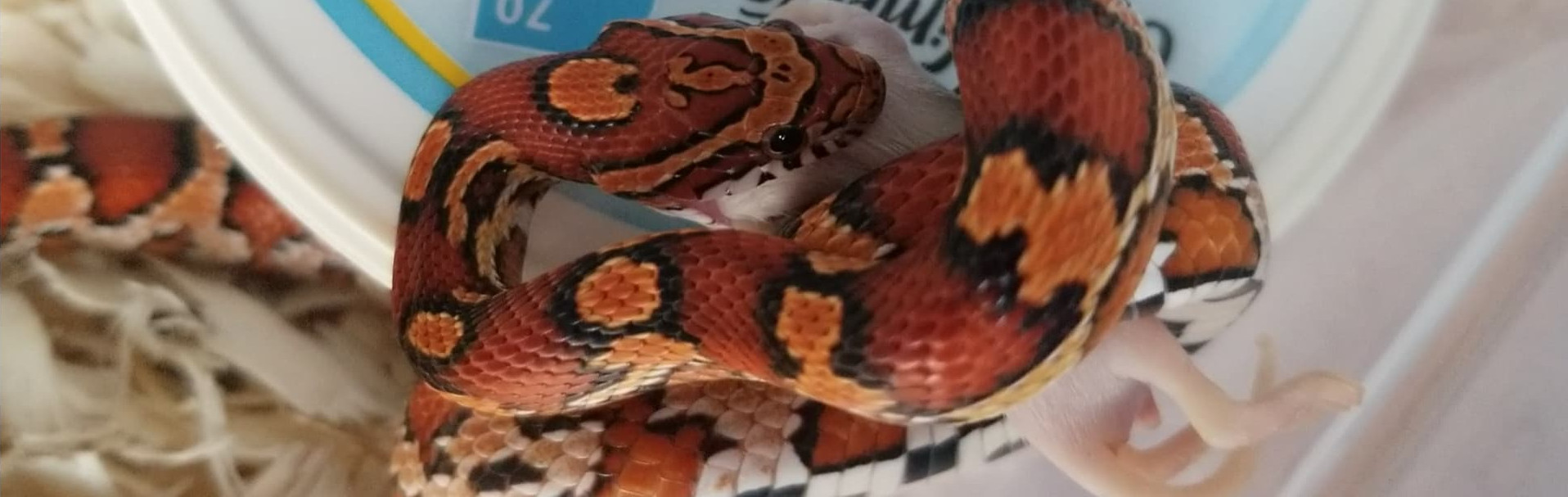 L’alimentation du serpent – Appalaches Reptiles