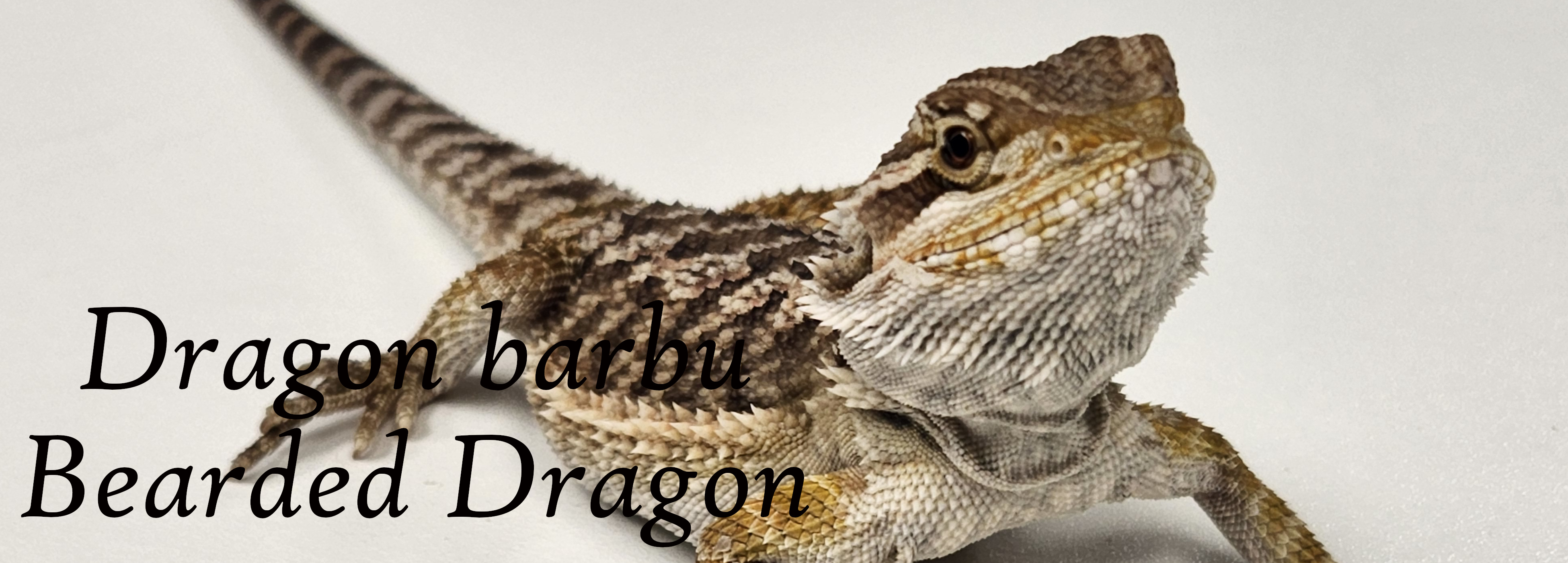 La garde en captivité d’un dragon barbu – Appalaches Reptiles