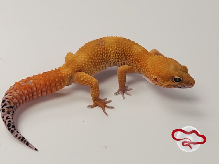 Geckos léopards – Leopard Gecko – Appalaches Reptiles