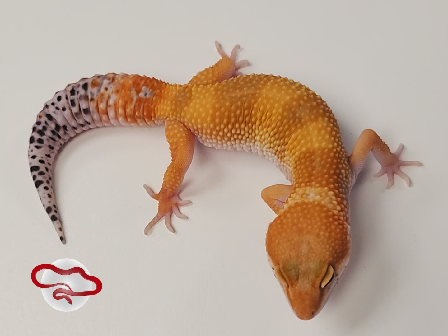 Geckos léopards – Leopard Gecko – Appalaches Reptiles