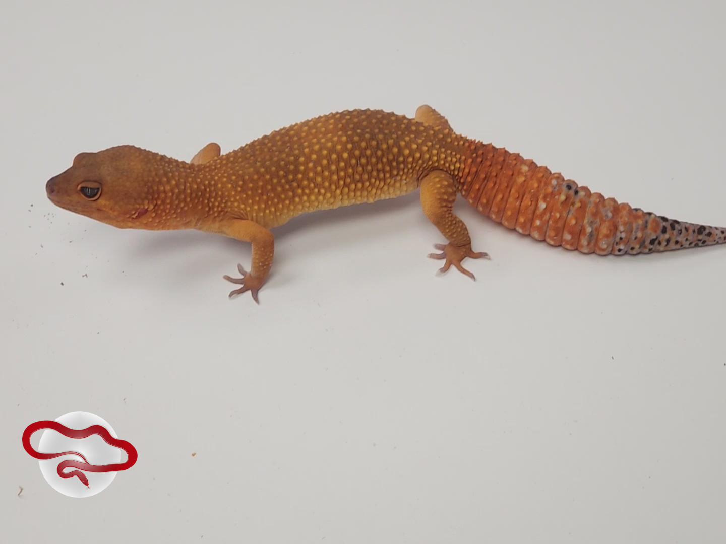 Geckos léopards – Leopard Gecko – Appalaches Reptiles