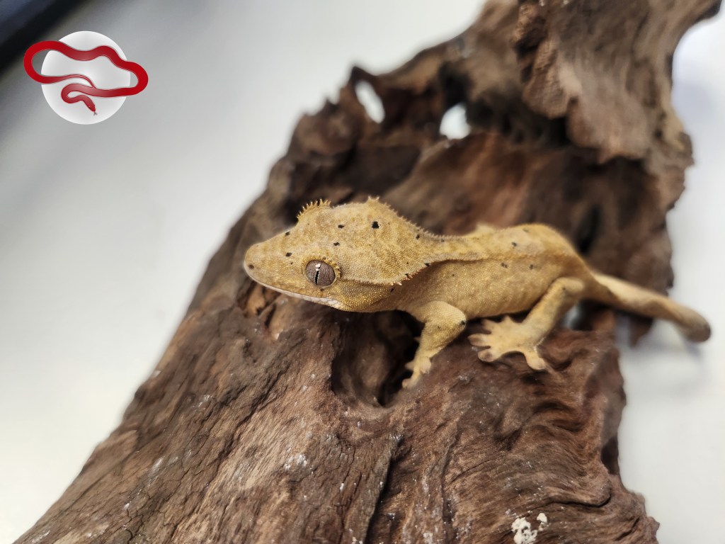 Gecko à crête – crested gecko – Appalaches Reptiles