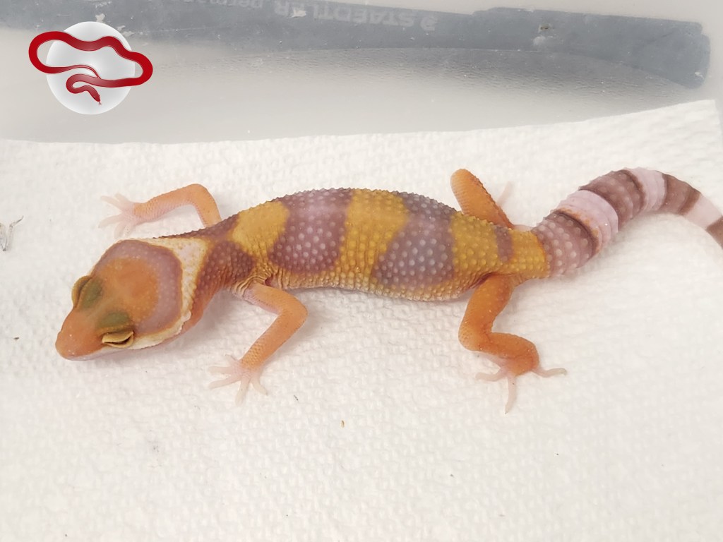 Geckos léopards – Leopard Gecko – Appalaches Reptiles