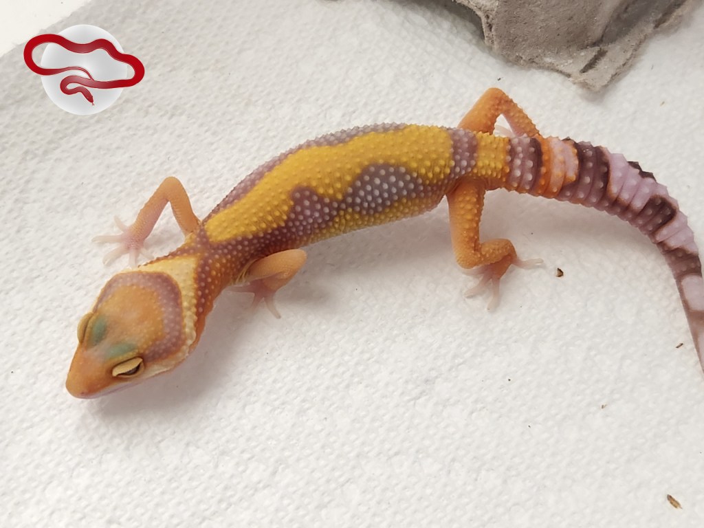Geckos léopards – Leopard Gecko – Appalaches Reptiles