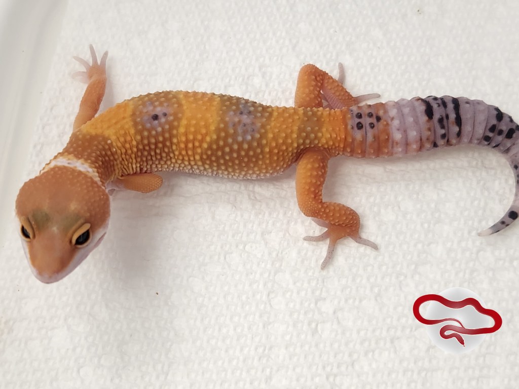 Geckos léopards – Leopard Gecko – Appalaches Reptiles