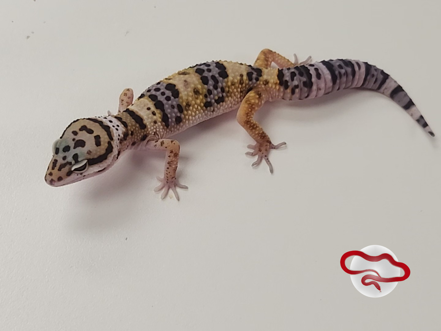 Geckos léopards – Leopard Gecko – Appalaches Reptiles