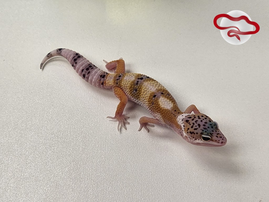 Geckos léopards – Leopard Gecko – Appalaches Reptiles
