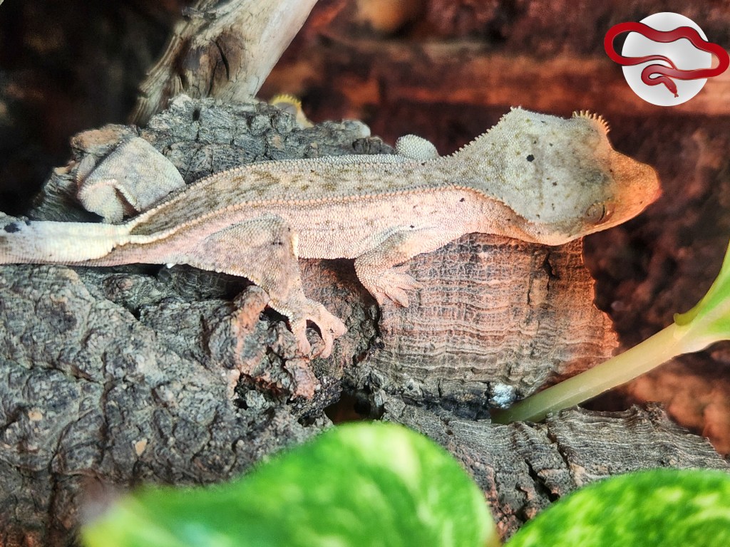 Gecko à crête – crested gecko – Appalaches Reptiles