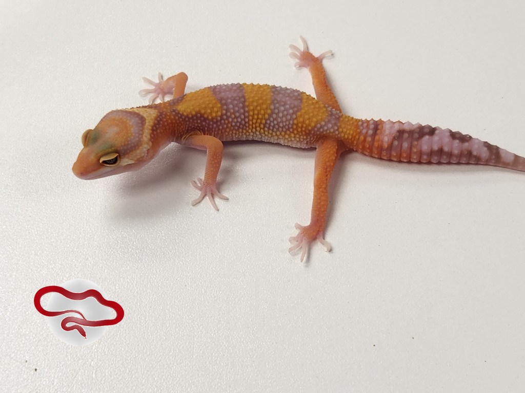 Geckos léopards – Leopard Gecko – Appalaches Reptiles