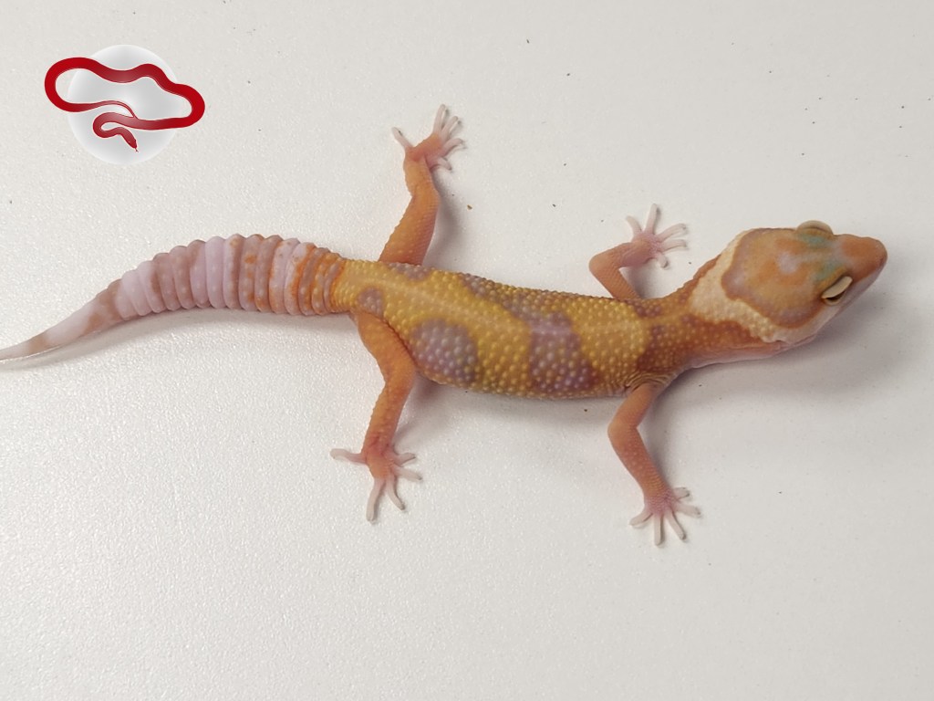 Geckos léopards – Leopard Gecko – Appalaches Reptiles