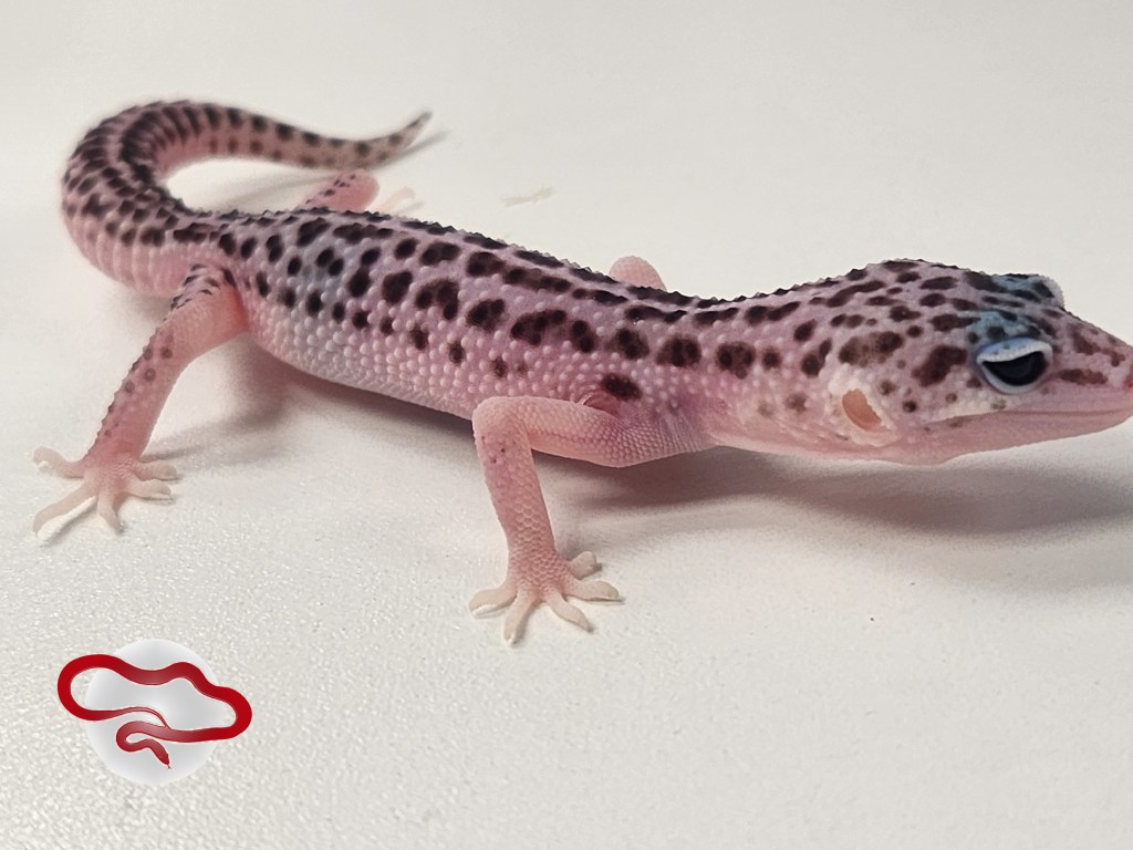 Geckos léopards – Leopard Gecko – Appalaches Reptiles