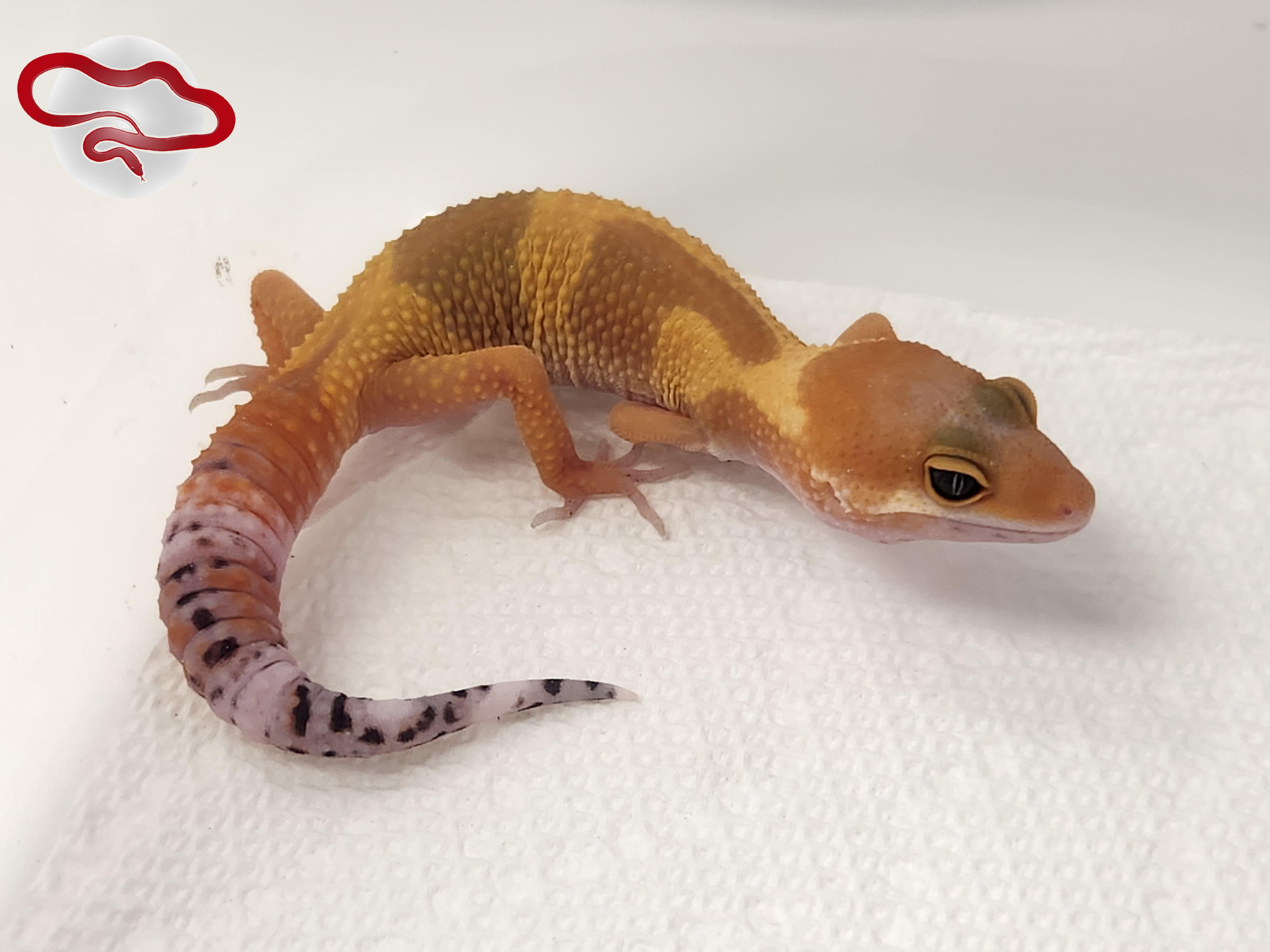 Geckos léopards – Leopard Gecko – Appalaches Reptiles