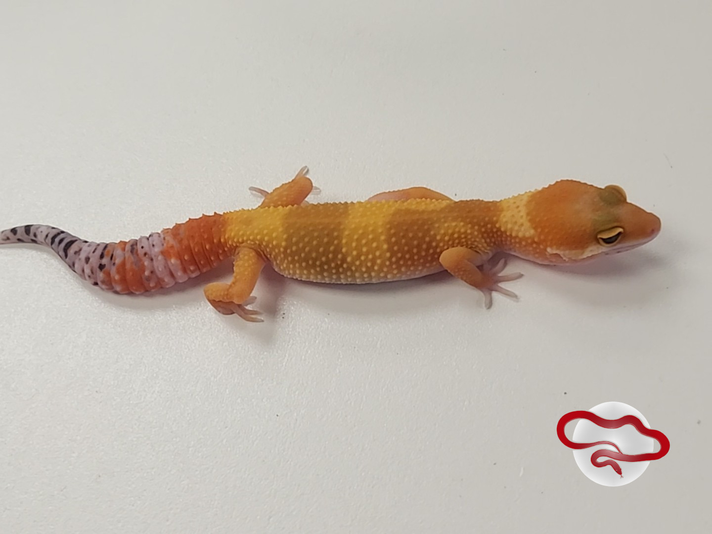 Geckos léopards – Leopard Gecko – Appalaches Reptiles
