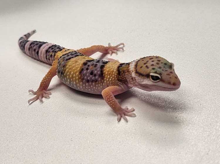 Geckos léopards – Leopard Gecko – Appalaches Reptiles