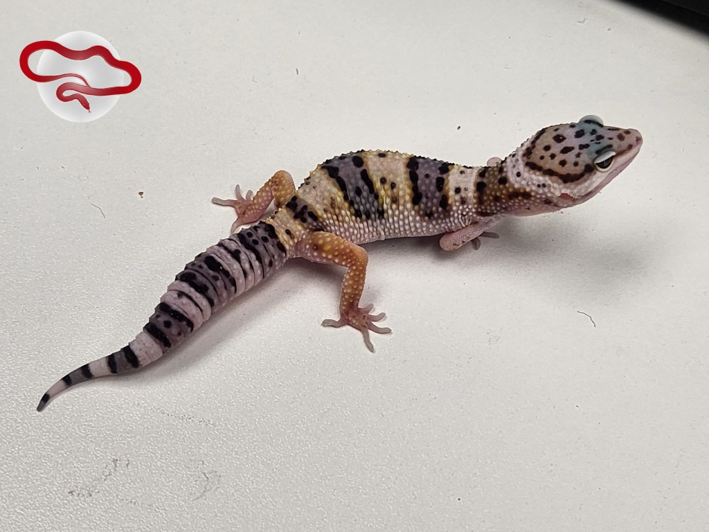Geckos léopards – Leopard Gecko – Appalaches Reptiles