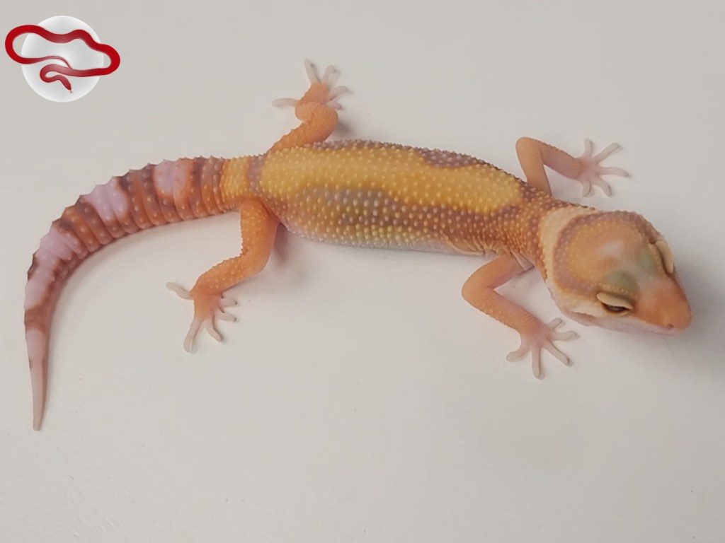 Geckos léopards – Leopard Gecko – Appalaches Reptiles