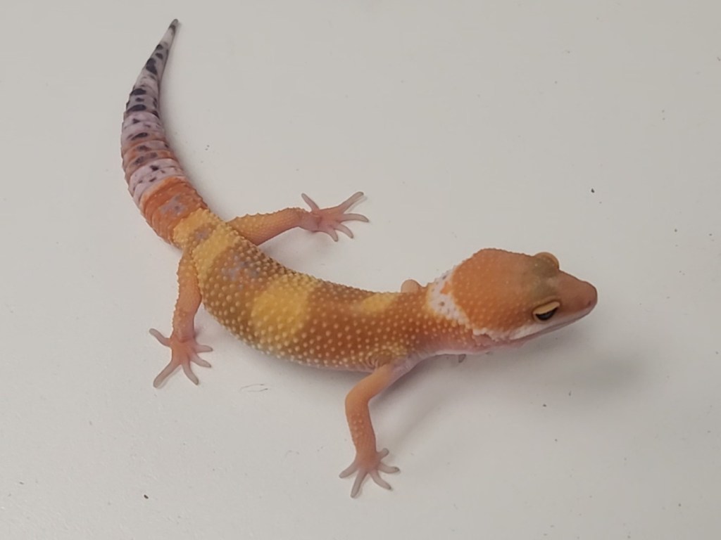 Geckos léopards – Leopard Gecko – Appalaches Reptiles