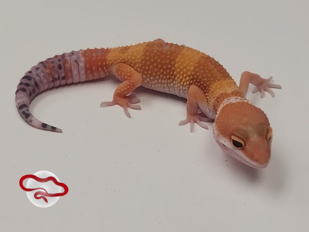 Geckos léopards – Leopard Gecko – Appalaches Reptiles