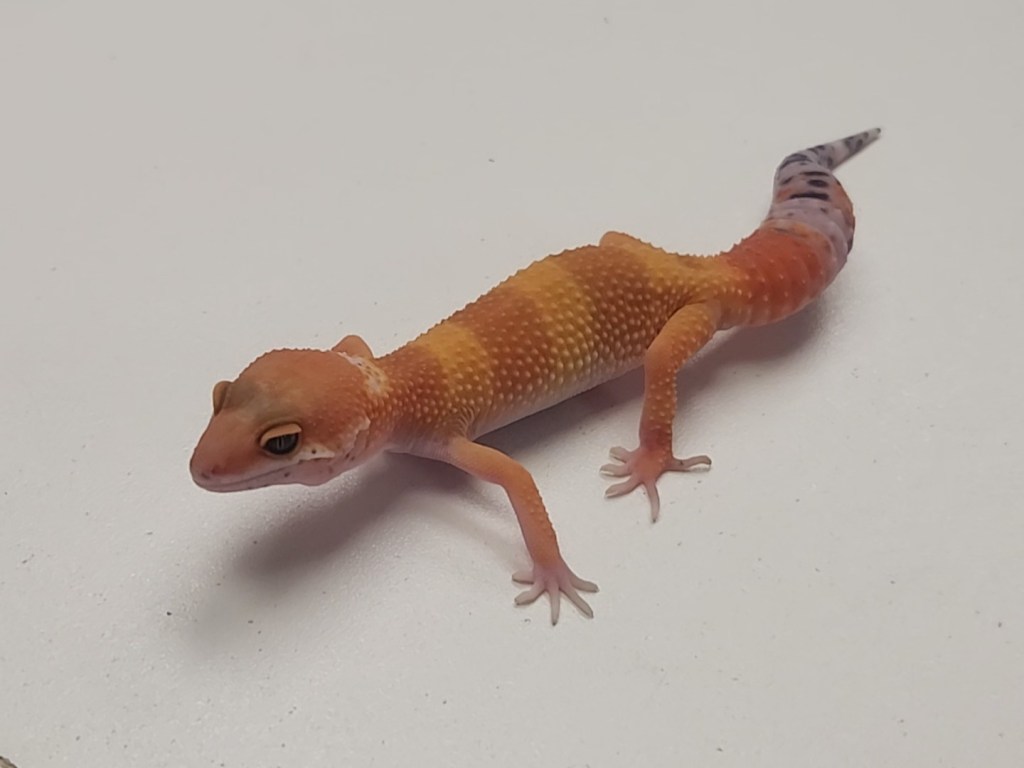 Geckos léopards – Leopard Gecko – Appalaches Reptiles