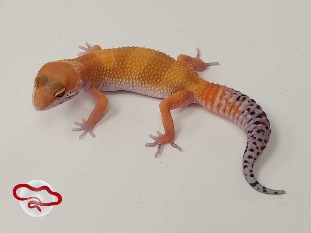 Geckos léopards – Leopard Gecko – Appalaches Reptiles