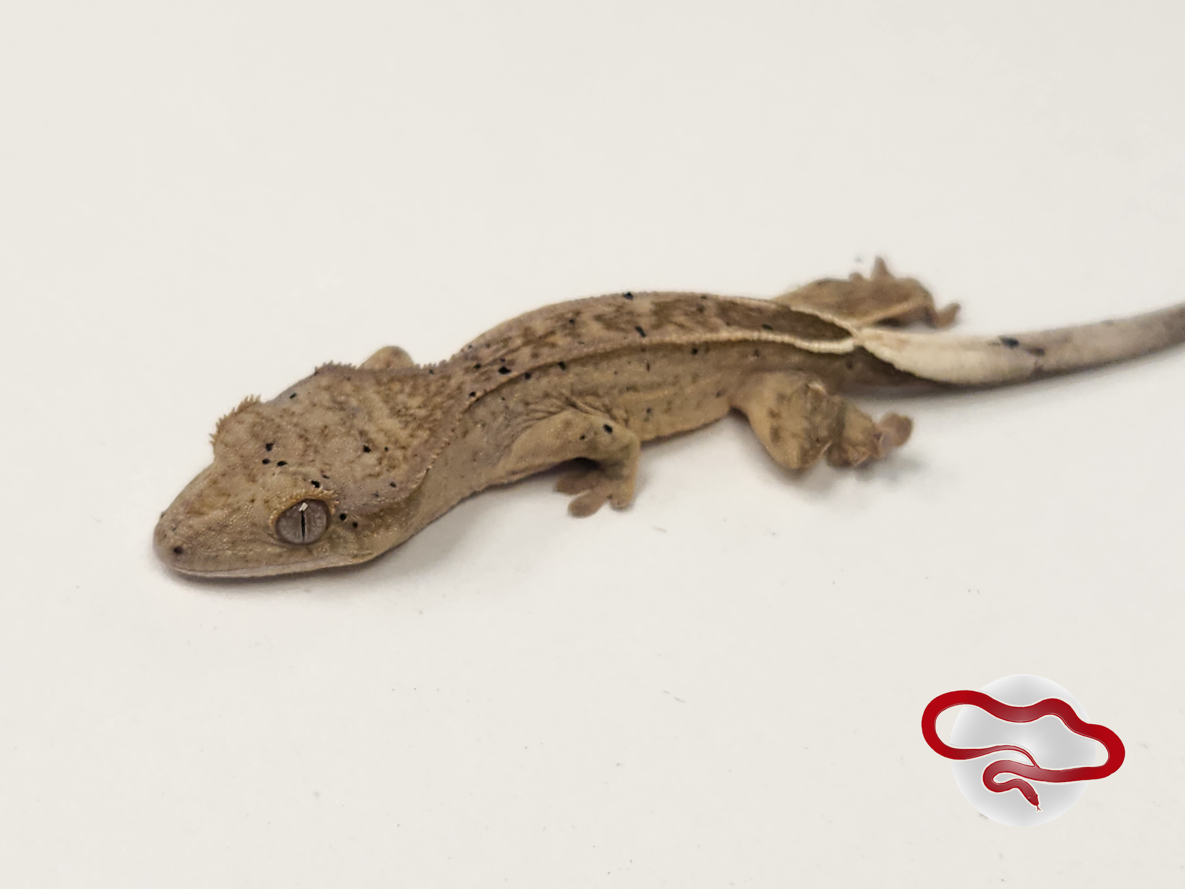 Gecko à crête – crested gecko – Appalaches Reptiles