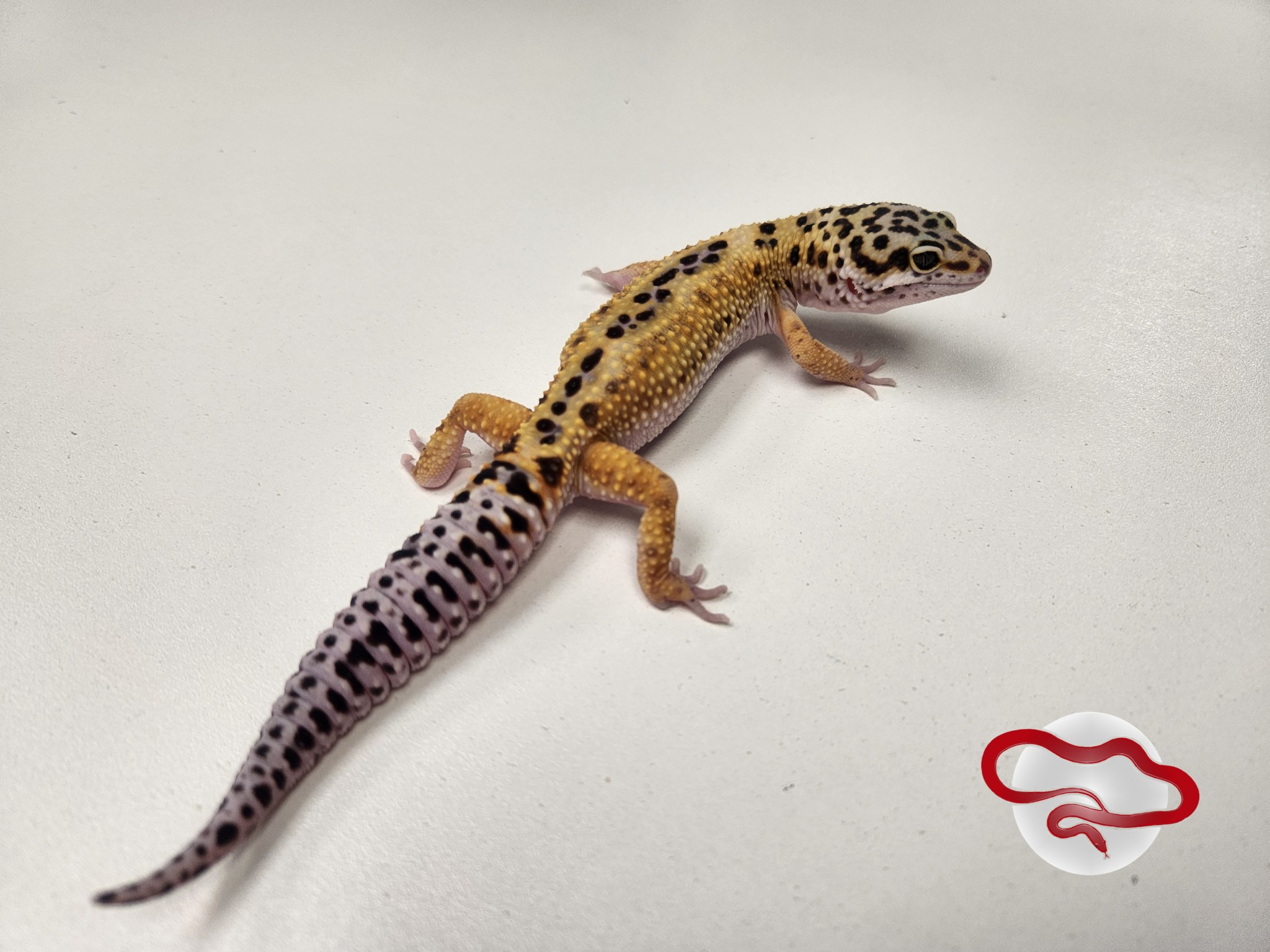 Geckos léopards – Leopard Gecko – Appalaches Reptiles