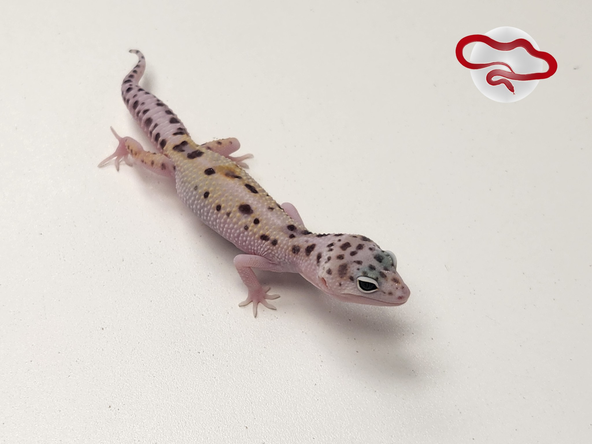 Geckos léopards – Leopard Gecko – Appalaches Reptiles