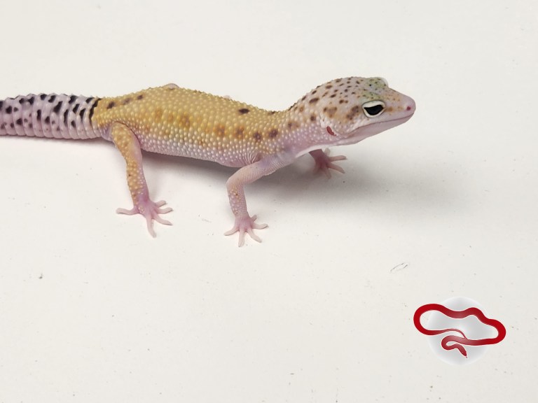 Geckos léopards – Leopard Gecko – Appalaches Reptiles