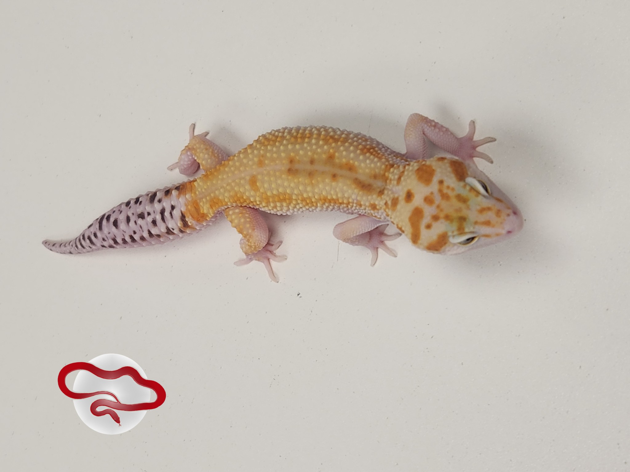 Geckos léopards – Leopard Gecko – Appalaches Reptiles