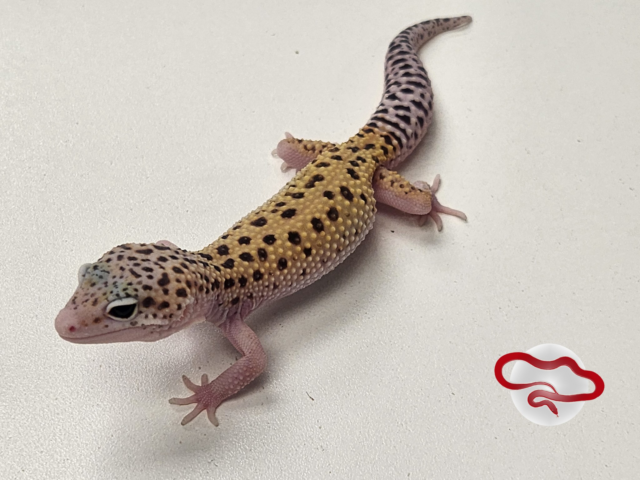 Geckos léopards – Leopard Gecko – Appalaches Reptiles