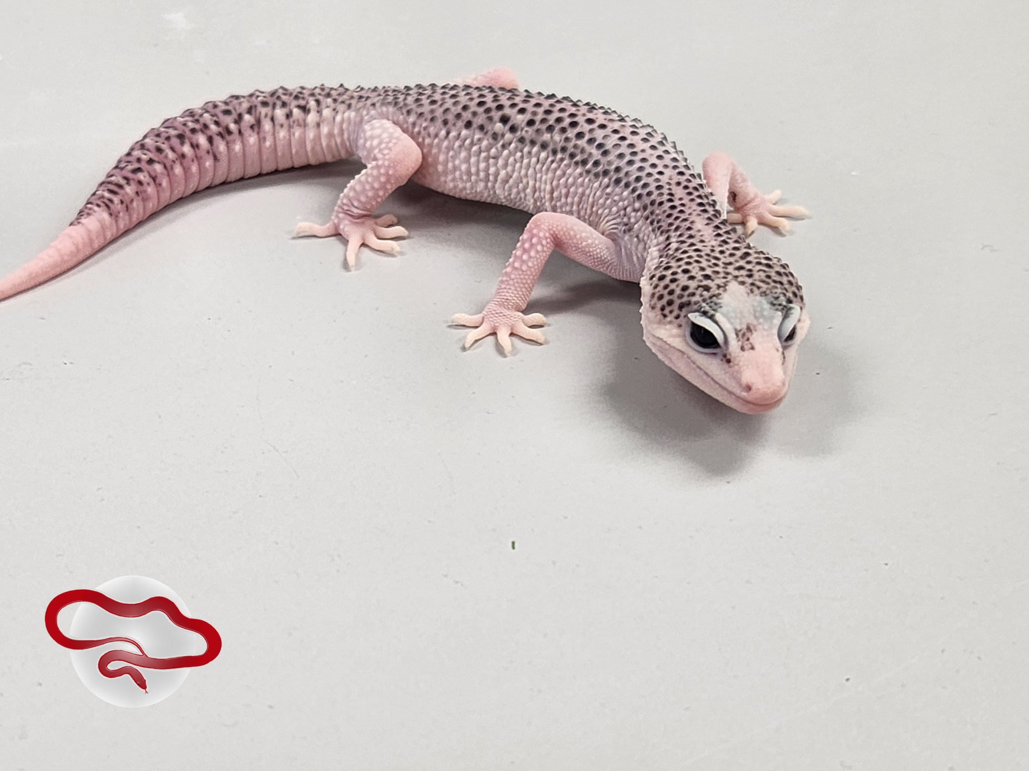 Geckos léopards – Leopard Gecko – Appalaches Reptiles
